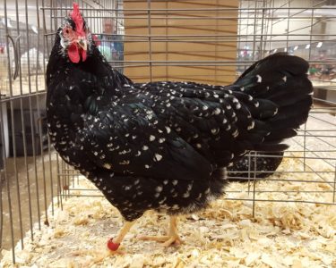 Ancona Chicken - Breed Profile - Backyard Poultry